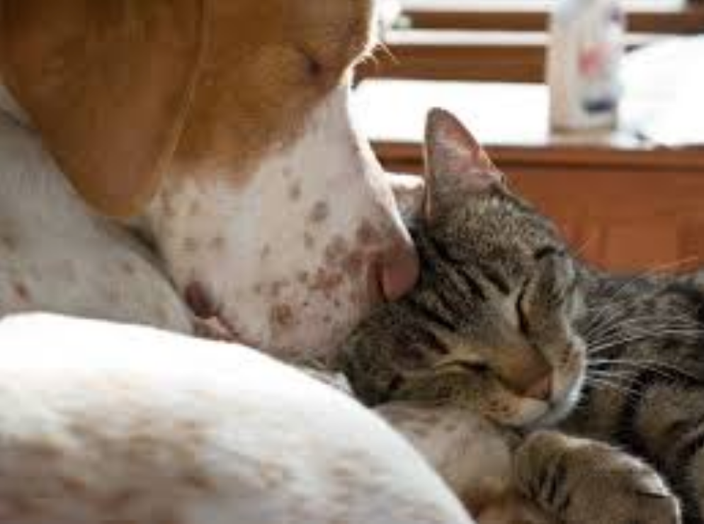 8 Times Animals Were Better Than Humans | by Abby Swanson | The Cedar ...