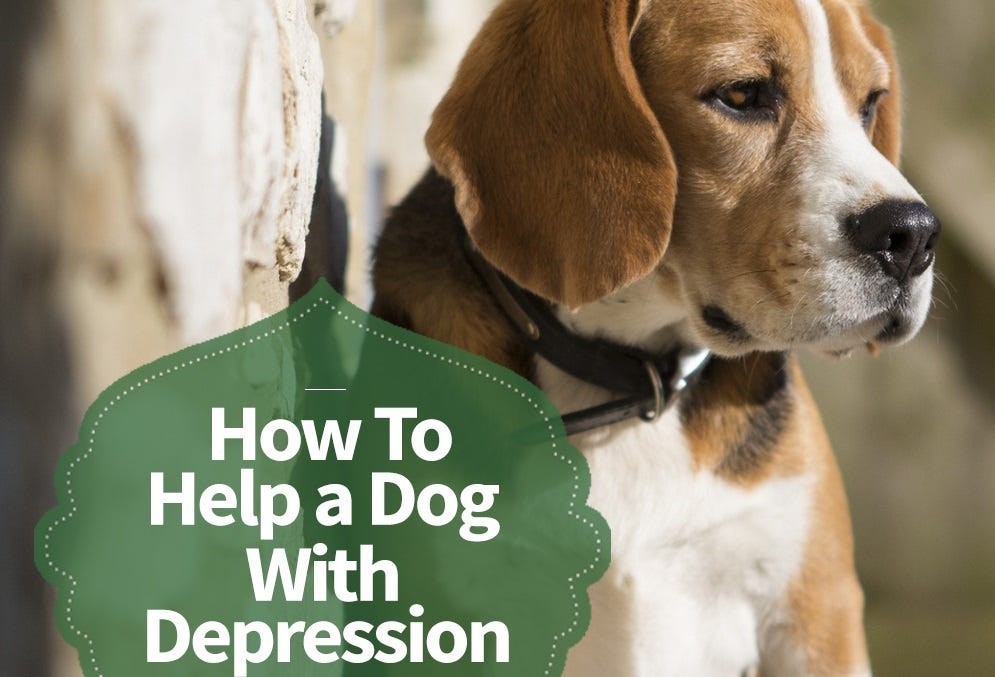 How To Help a Dog With Depression In a Few Simple Ways | by Doggie ...