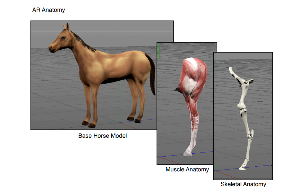 Horse Anatomy AR — Animator Logic | by David Brown | Medium