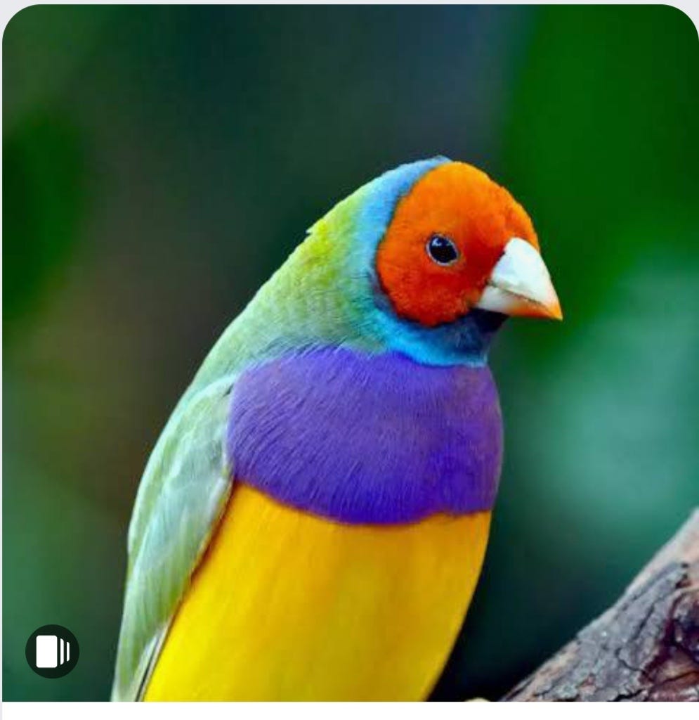 Eight most colorful birds on earth - Nouman Minhas - Medium