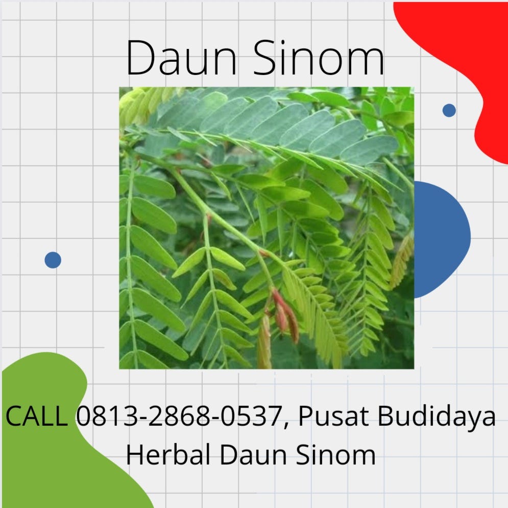Daun 3. Pusat Budidaya Herbal Daun Sinom | by Produsen Rak bunga cikarang barat | Medium
