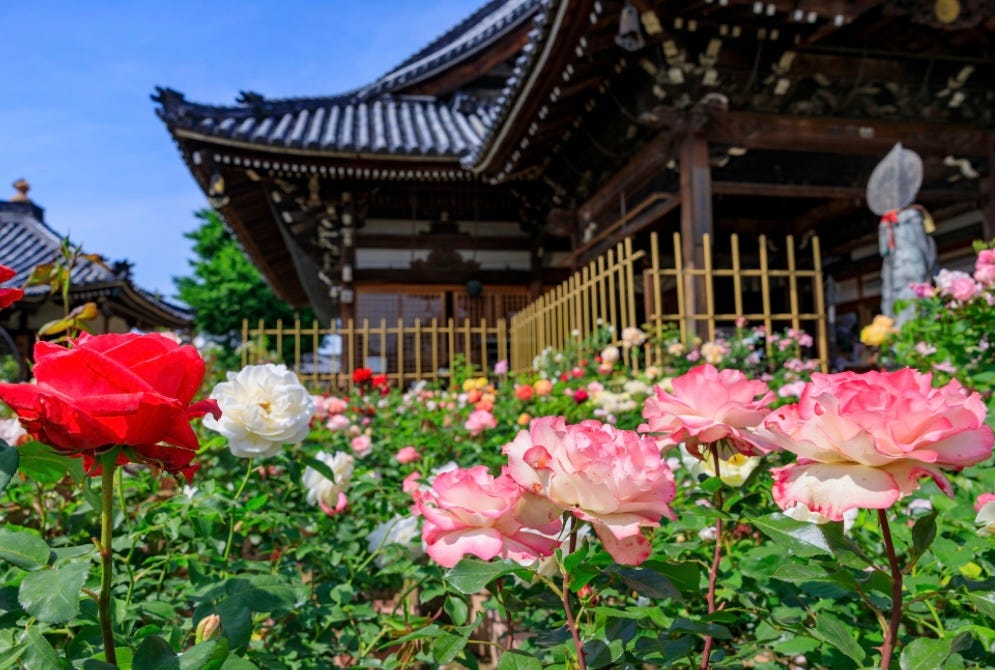 Tokyo Roses - Future Light - Medium