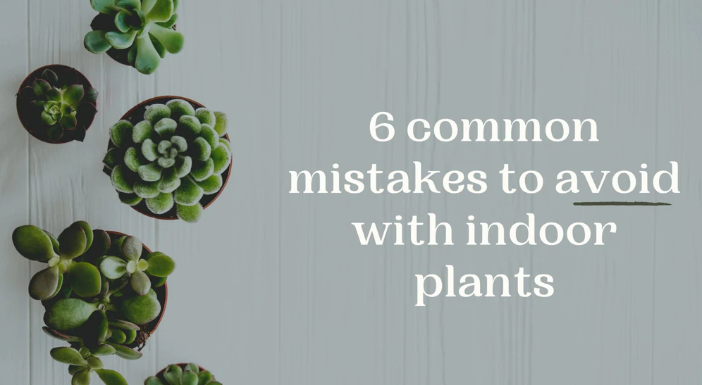 6 common mistakes to avoid with indoor plants | by Au Naturel | Medium