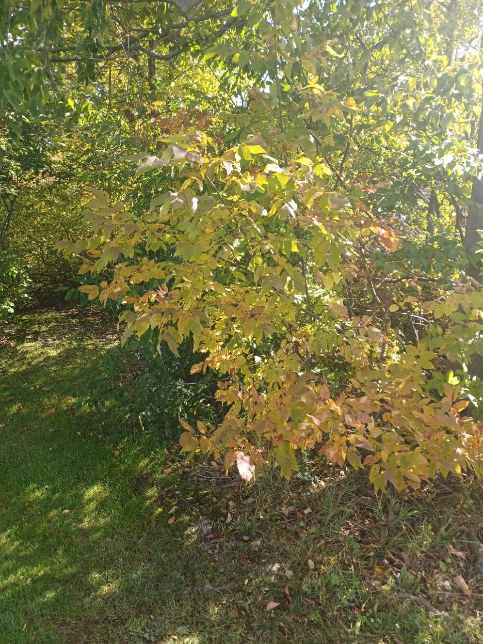 The Beauty of The Fall Leaves in Western New York | by The Sturg ...