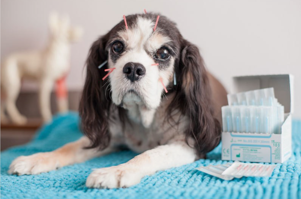 Alternative Therapies for Senior Pets: Acupuncture, Chiropractic, and ...