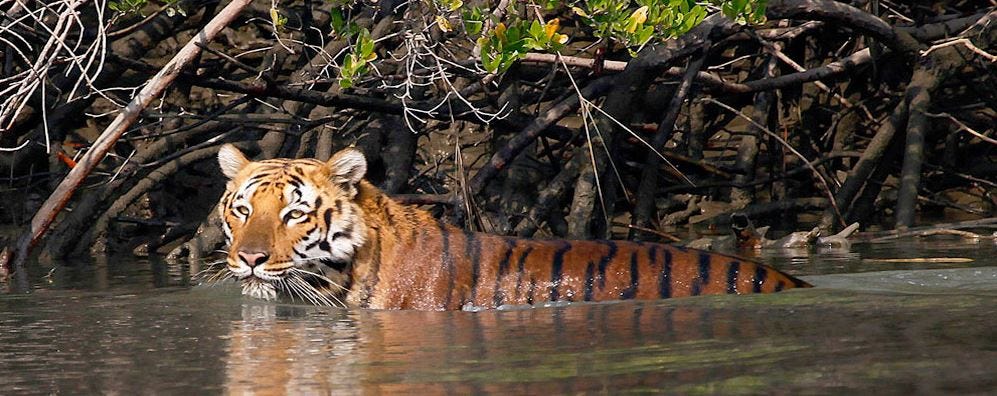 Sunderbans National Park. Sunderbans national park located at the… | by ...