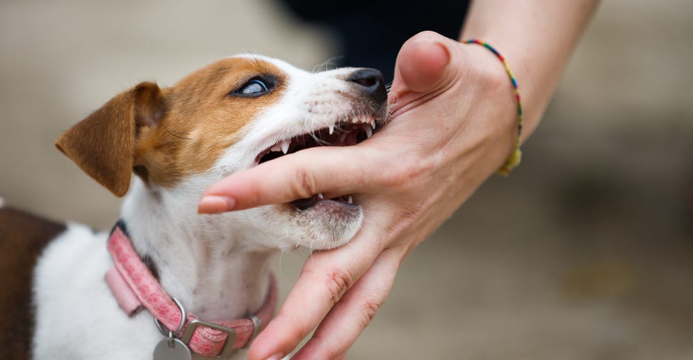 Creating Good Bite Inhibition. Dogs are masterful with their mouths ...