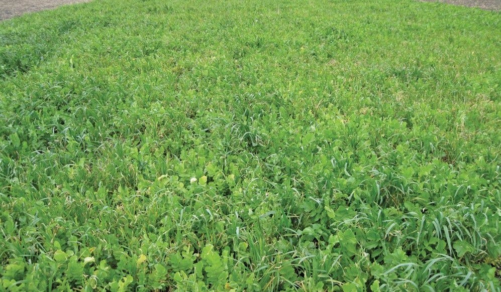 How Alfalfa Helps Soil & Much More | by Forage Complete | Medium