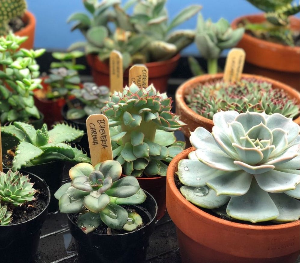 Creating a safe heaven for your plants: A guide to a healthy ...