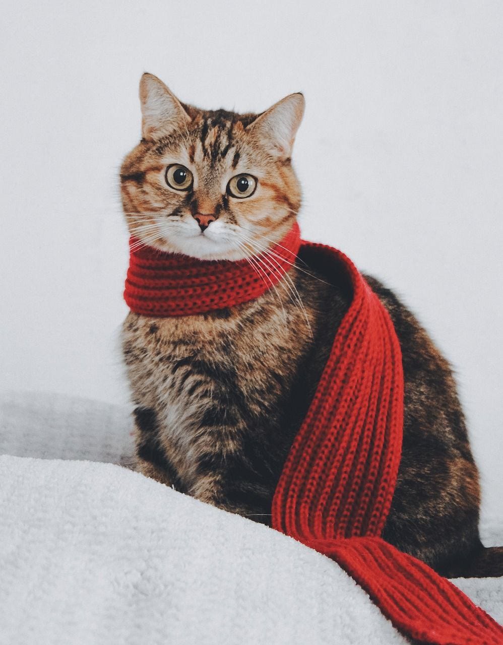 How to Keep Your Pets Warm During Winter | by Puja Singh | Feb, 2024 ...