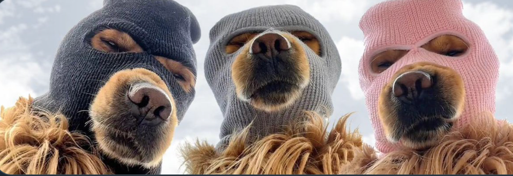 My financial future comes down to a dog with a ski mask: Ski Mask Dog. | by my life, again | Medium