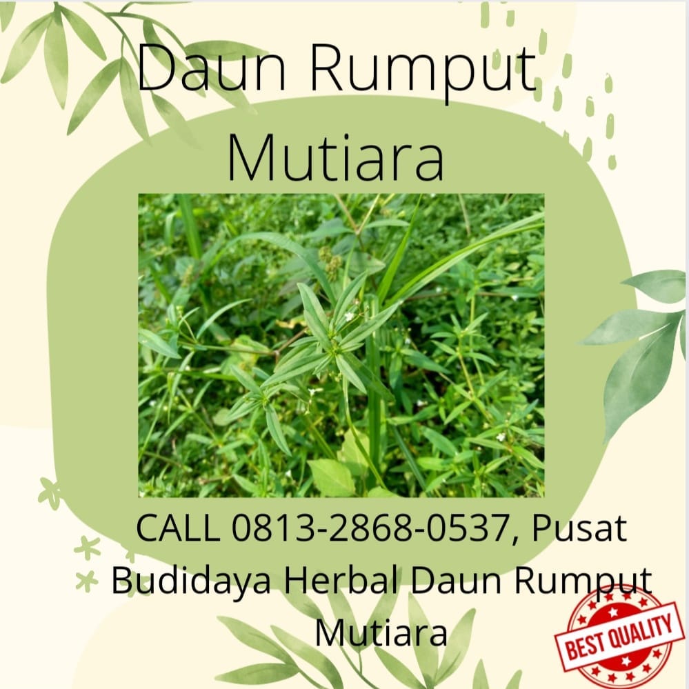 Daun 3. Pusat Budidaya Herbal Daun Rumput… | by Produsen Rak bunga cikarang barat | Medium