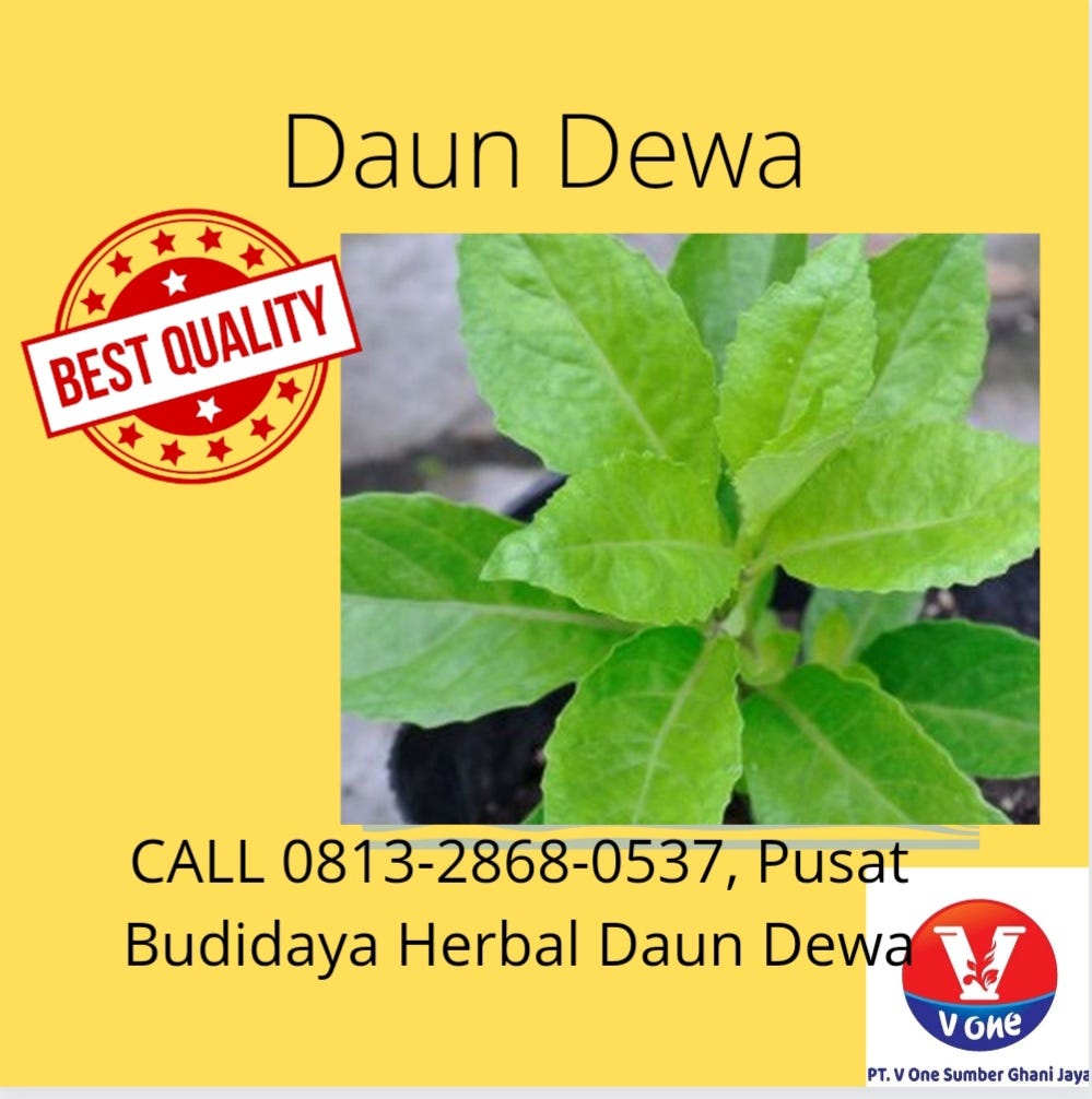 Daun 1. Pusat Budidaya Herbal Daun Dewa | by Produsen Rak bunga ...